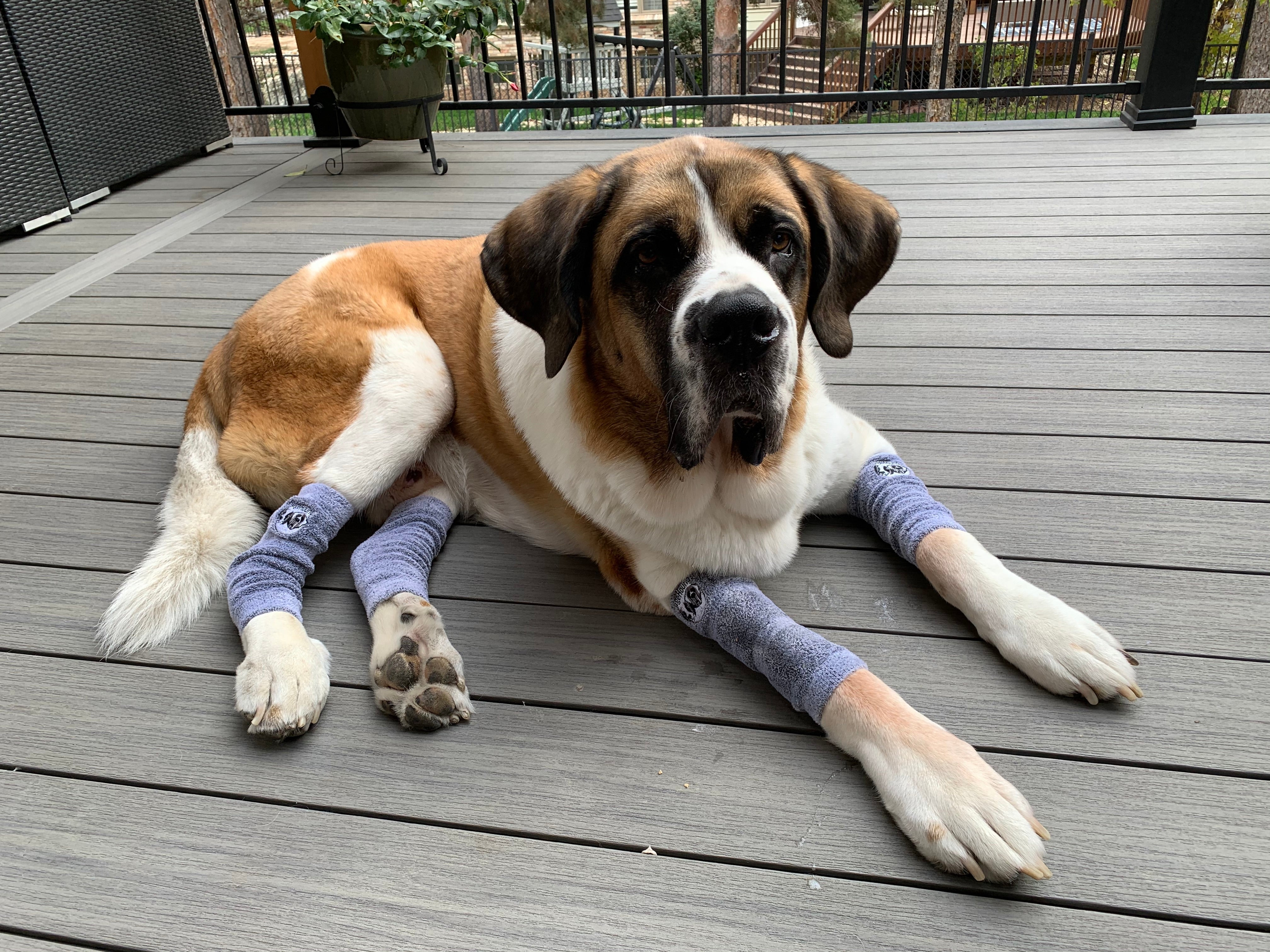 HugeHounds: Premium Gear for Extra Large Dog Breeds