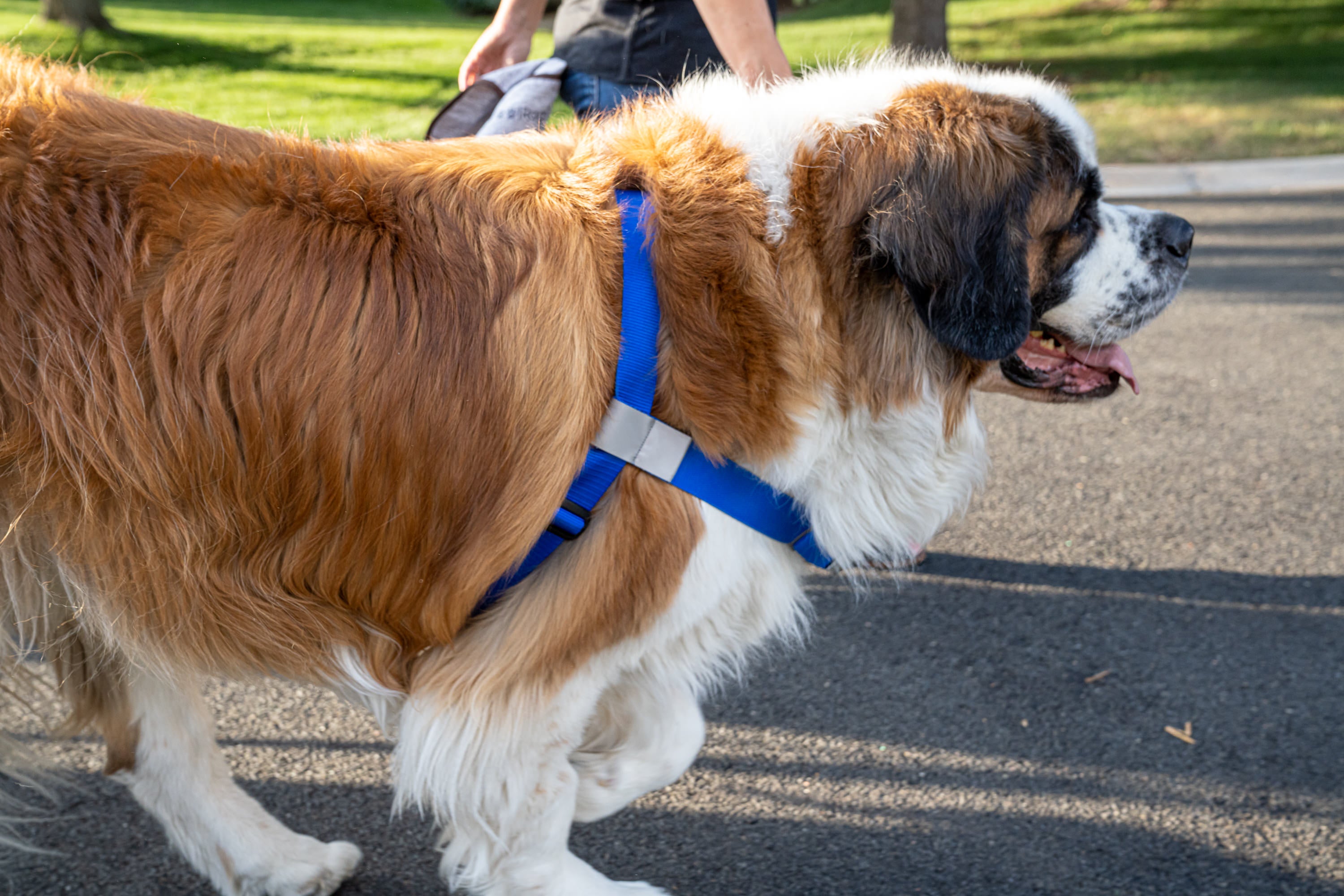 HugeHounds: Premium Gear for Extra Large Dog Breeds